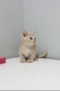 Munchkin kucing Dijual | Carousell Indonesia