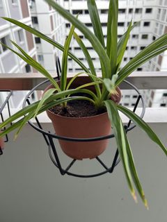 Pandan Plant (organic), Furniture & Home Living, Gardening, Plants ...