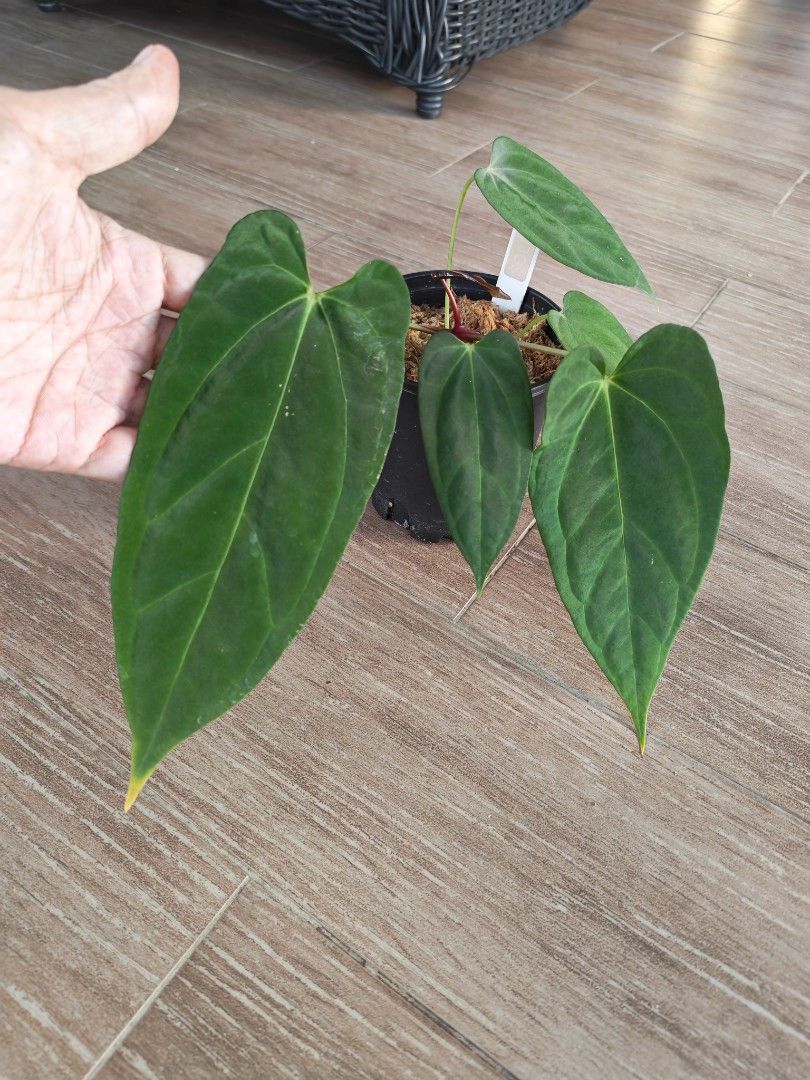 Anthurium Papi FS Hybrid, Furniture & Home Living, Gardening, Plants ...