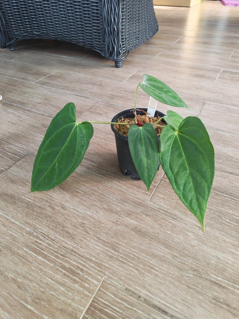Anthurium Papi FS Hybrid, Furniture & Home Living, Gardening, Plants ...