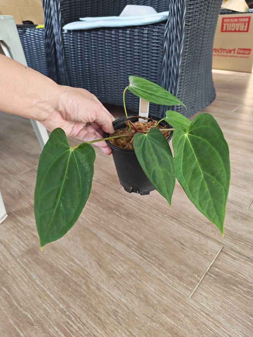 Anthurium Papi FS Hybrid, Furniture & Home Living, Gardening, Plants ...