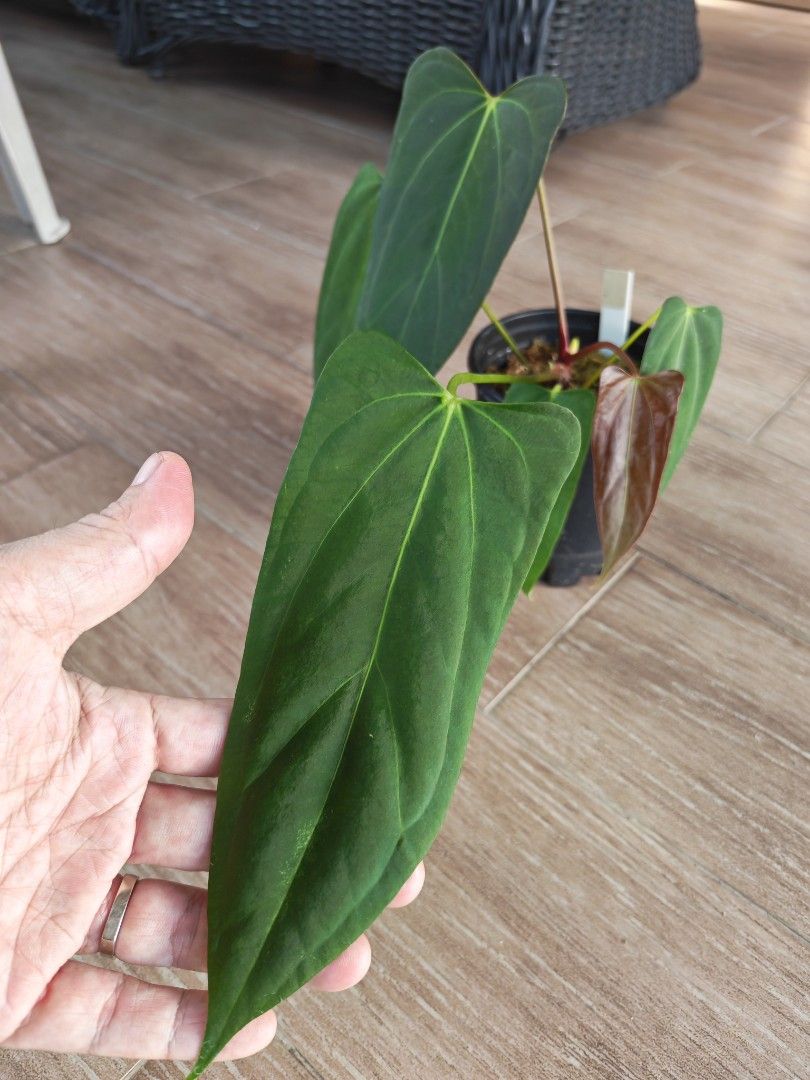 Anthurium Papi FS Hybrid, Furniture & Home Living, Gardening, Plants ...