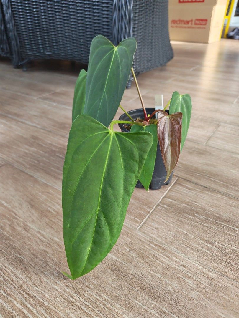 Anthurium Papi FS Hybrid, Furniture & Home Living, Gardening, Plants ...