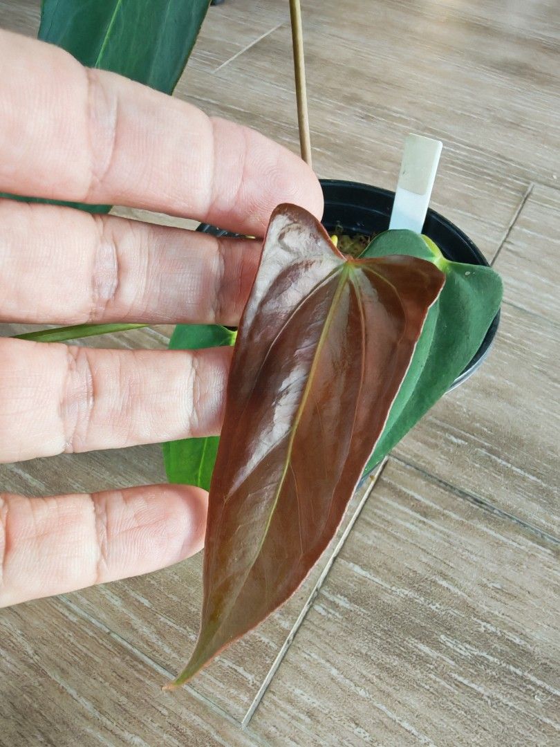Anthurium Papi FS Hybrid, Furniture & Home Living, Gardening, Plants ...