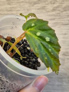 Begonia 'Don Miller', Furniture & Home Living, Gardening, Plants ...