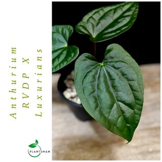 Papi x Red Vein Dark phoenix, Furniture & Home Living, Gardening ...