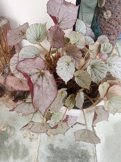 Begonia, Furniture & Home Living, Gardening, Plants & Seeds on Carousell