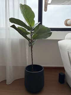 Fiddle Leaf Fig | Ficus Lyrata, Furniture & Home Living, Gardening ...