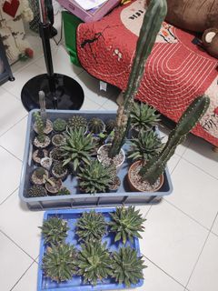 Mini Assorted Cacti & Succulent Collection – Easy Care Indoor Plants ...