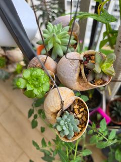 Mini Assorted Cacti & Succulent Collection – Easy Care Indoor Plants ...