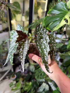 Begonia, Furniture & Home Living, Gardening, Plants & Seeds on Carousell
