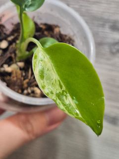 Monstera Bulbasaur #1, Furniture & Home Living, Gardening, Plants ...
