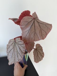 Begonia, Furniture & Home Living, Gardening, Plants & Seeds on Carousell