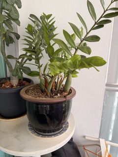 Wild betel leaf, Furniture & Home Living, Gardening, Plants & Seeds on ...
