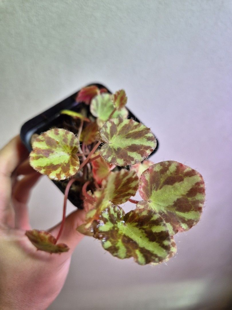 Begonia gironellae, Furniture & Home Living, Gardening, Plants & Seeds ...