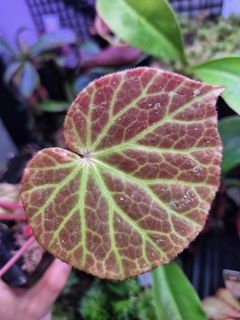 Begonia, Furniture & Home Living, Gardening, Plants & Seeds on Carousell