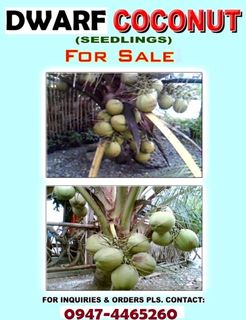 dwarf coconut seedlings - View all dwarf coconut seedlings ads in ...