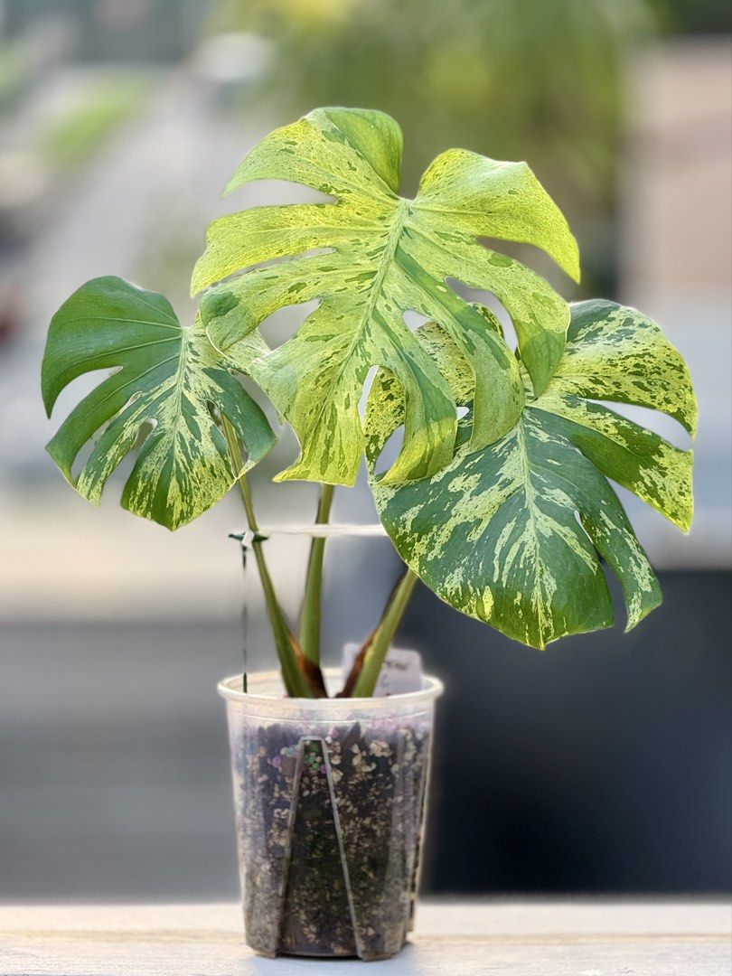 Monstera Bulbasaur, Furniture & Home Living, Gardening, Plants & Seeds ...