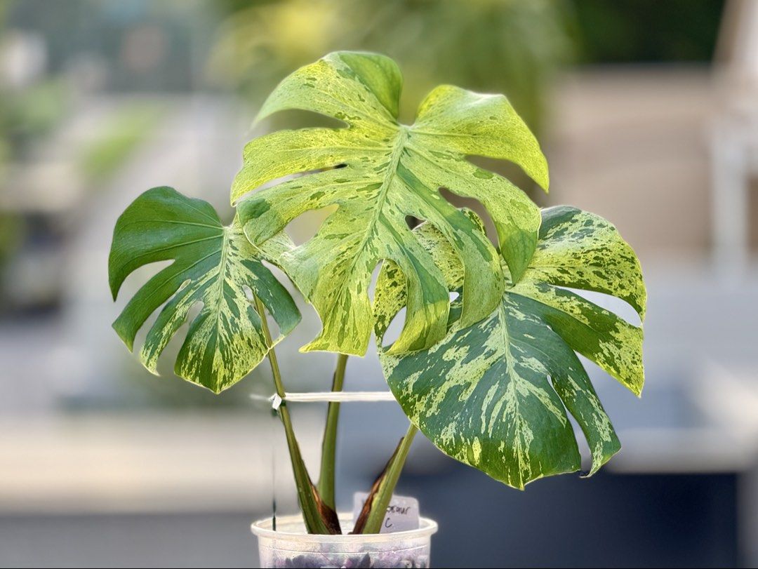 Monstera Bulbasaur, Furniture & Home Living, Gardening, Plants & Seeds ...