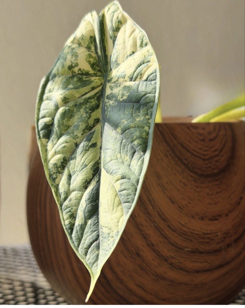 Alocasia Dragon Scale Variegated Pup, Furniture & Home Living ...