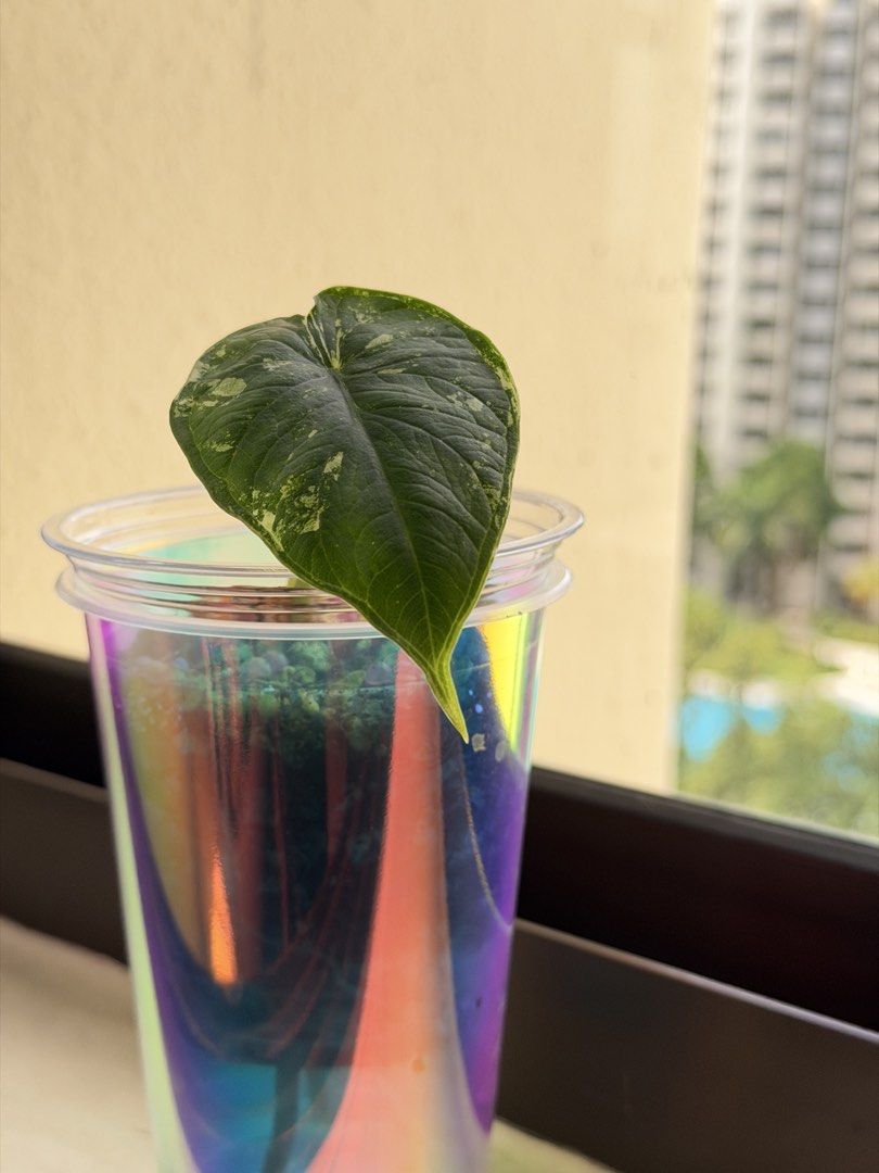 Alocasia Dragon Scale Variegated Pup, Furniture & Home Living ...
