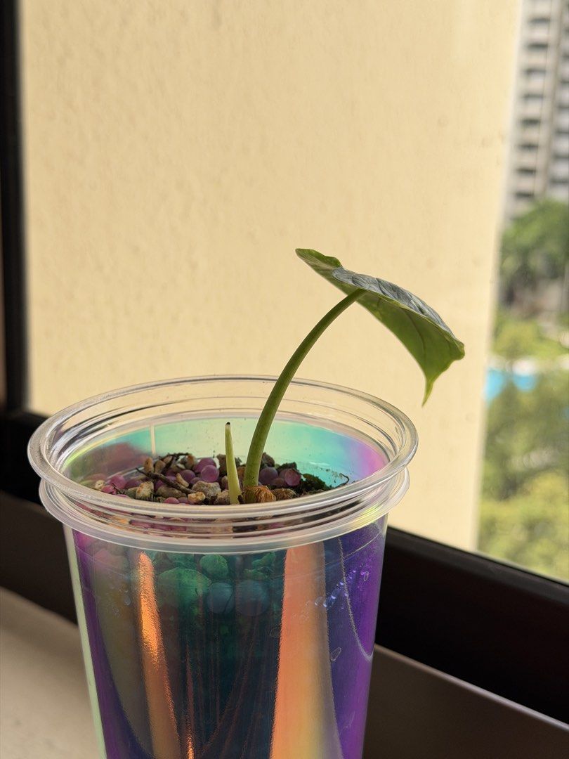 Alocasia Dragon Scale Variegated Pup, Furniture & Home Living ...