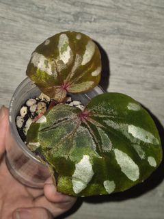Begonia Kui, Furniture & Home Living, Gardening, Plants & Seeds on ...