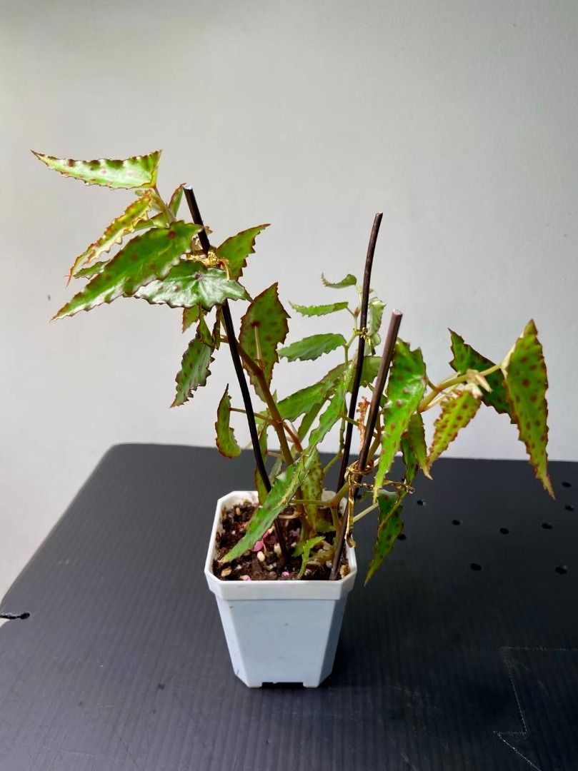 Begonia Amphioxus, Furniture & Home Living, Gardening, Plants & Seeds ...