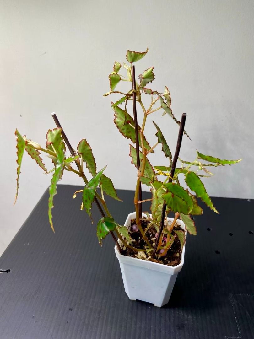 Begonia Amphioxus, Furniture & Home Living, Gardening, Plants & Seeds ...