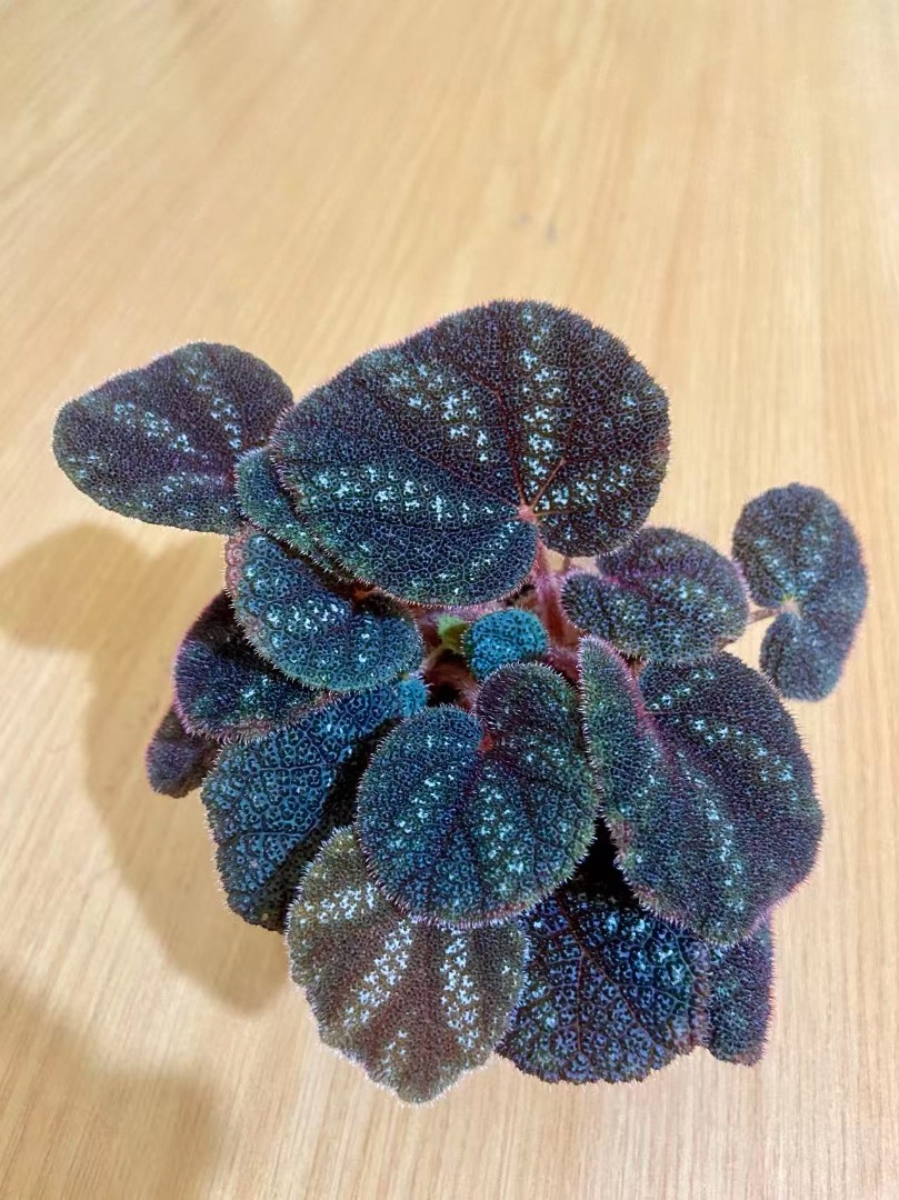 Begonia Kui, Furniture & Home Living, Gardening, Plants & Seeds on ...