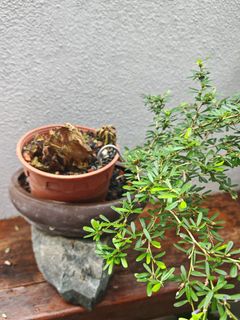 Bonsai Tree with Rock, Furniture & Home Living, Gardening, Plants ...