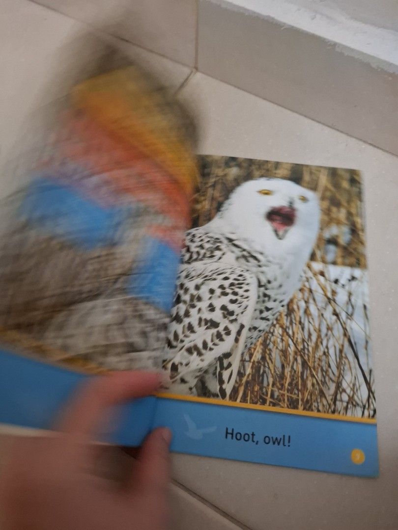 National Geographic Kids Hoot, Owl! Book, Hobbies & Toys, Books ...