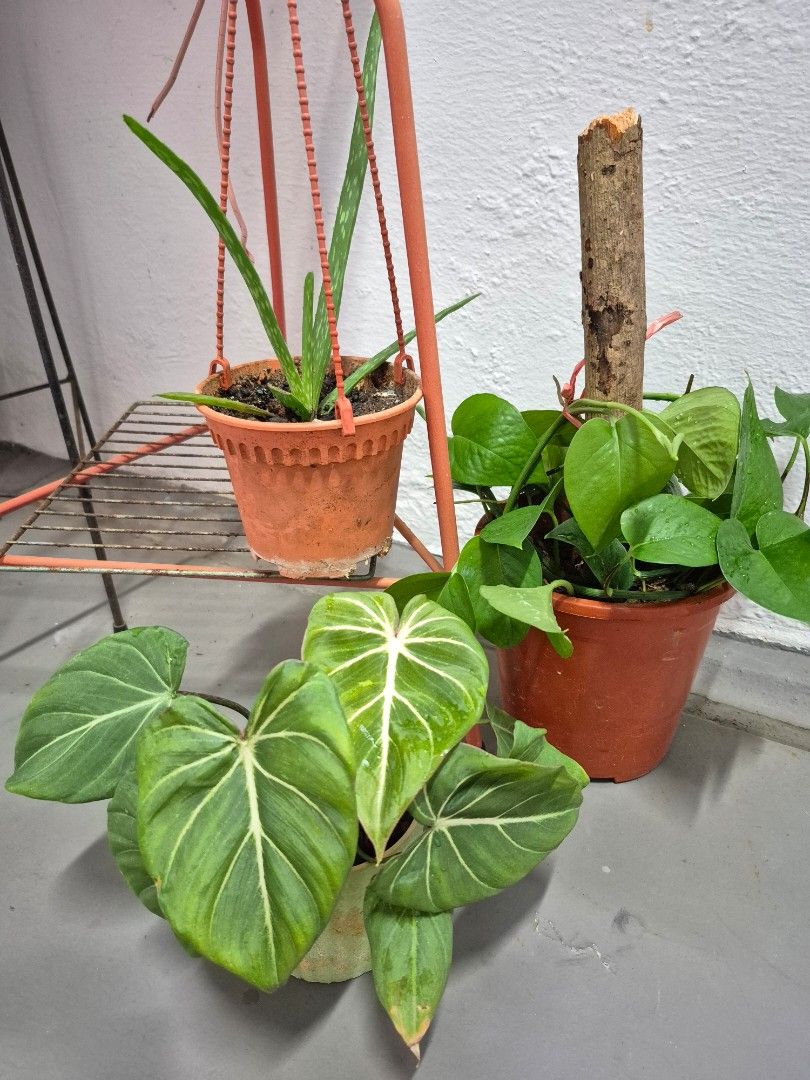 Philodendron Gloriosum, Aloe Vera, money plant indoor plant, potted ...