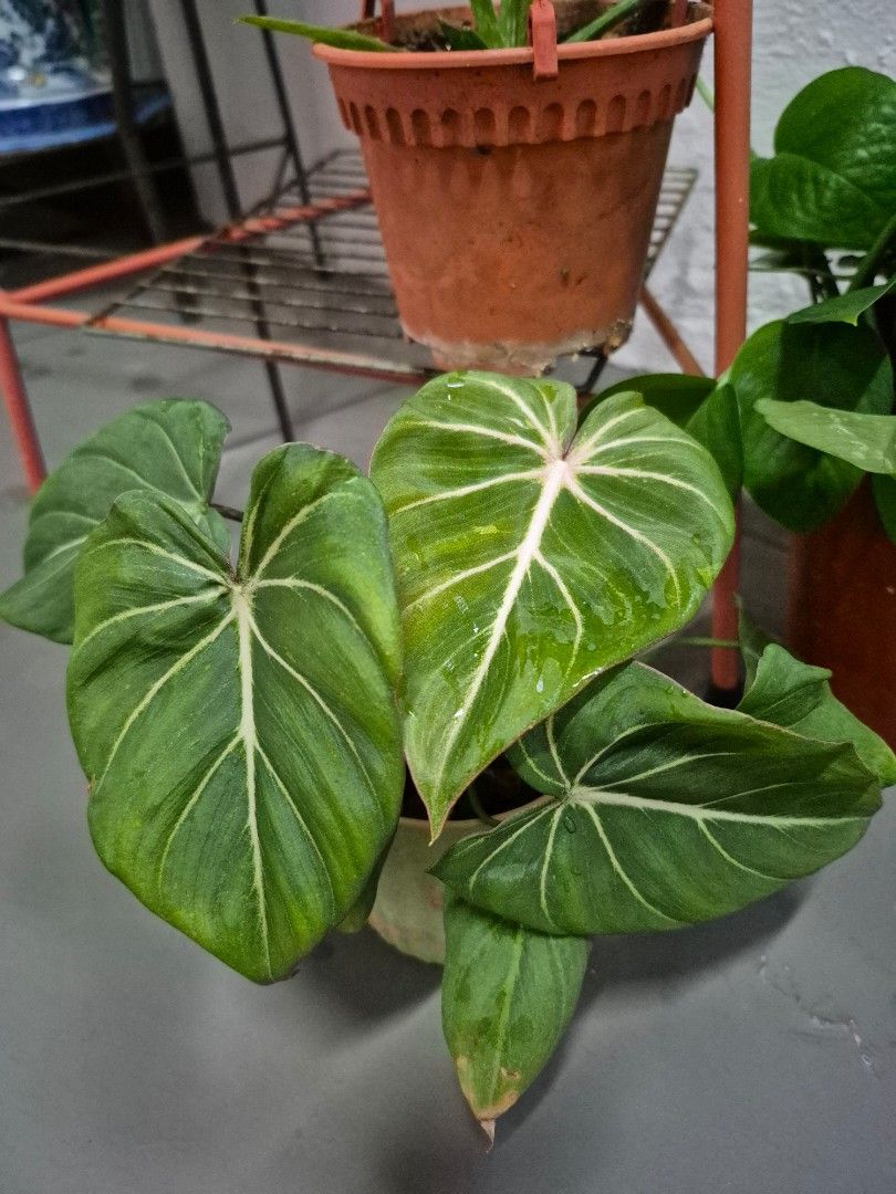 Philodendron Gloriosum, Aloe Vera, money plant indoor plant, potted ...