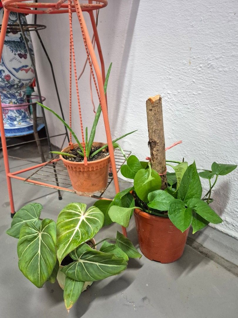 Philodendron Gloriosum, Aloe Vera, money plant indoor plant, potted ...