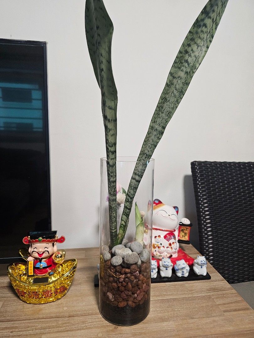 Snake plants vase semi hydroponics setup, Furniture & Home Living ...