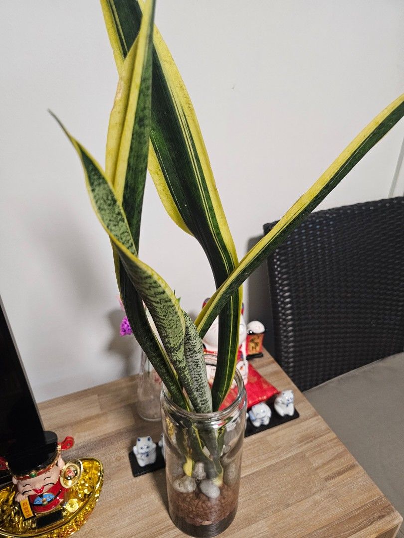 Snake plants vase semi hydroponics setup, Furniture & Home Living ...