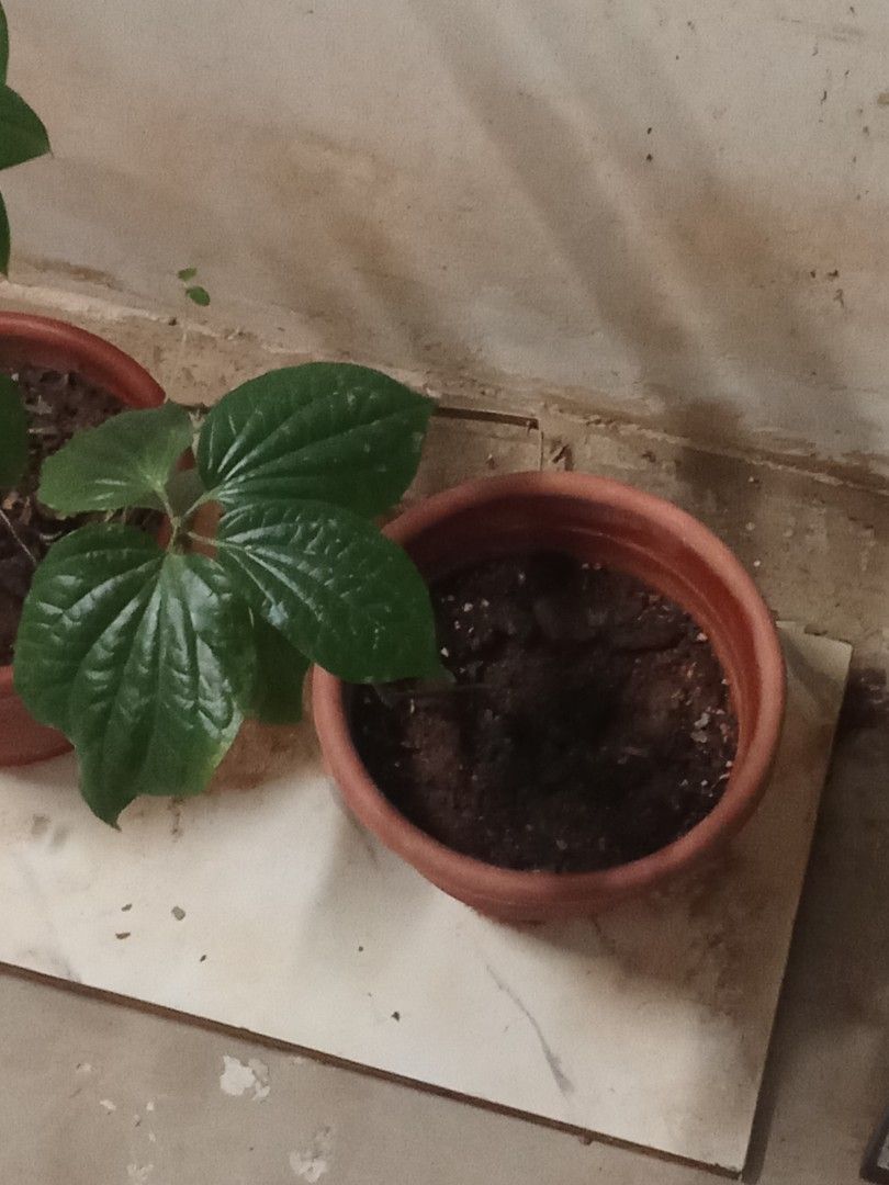 Wild betel leaf, Furniture & Home Living, Gardening, Plants & Seeds on ...