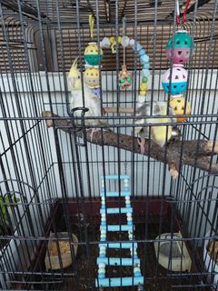 Purple Bird Cage with Perch and Feeders - length 32cm, Pet Supplies ...