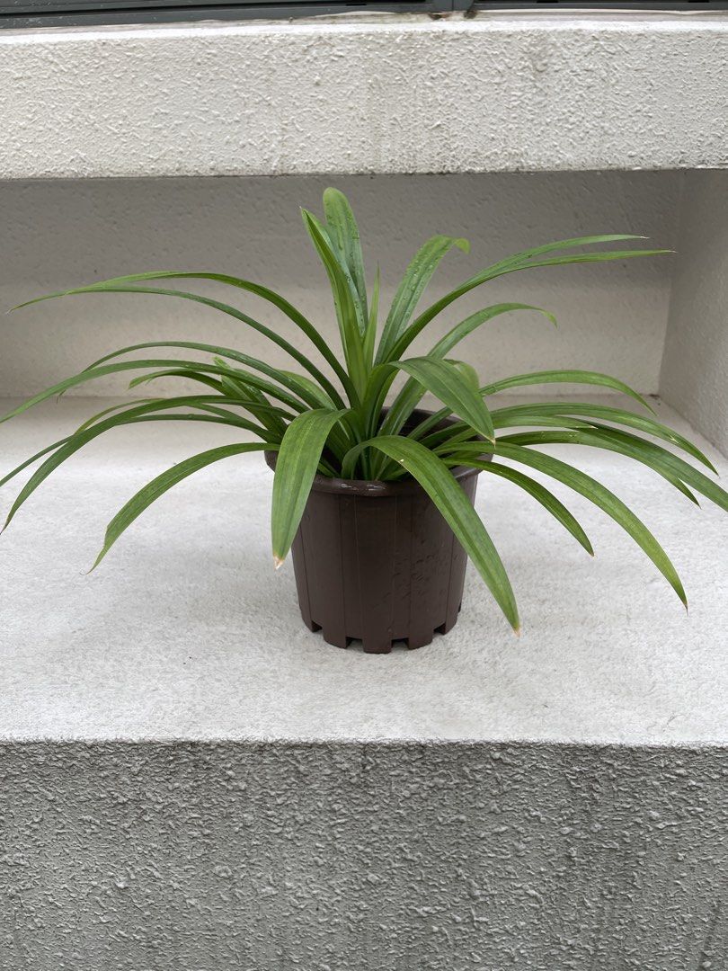 Pandan Plant (organic), Furniture & Home Living, Gardening, Plants ...