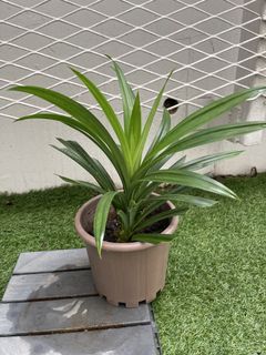 Pandan Plant (organic), Furniture & Home Living, Gardening, Plants ...