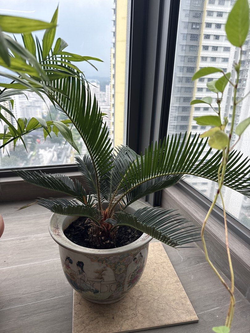 Sago palm, Furniture & Home Living, Gardening, Plants & Seeds on Carousell