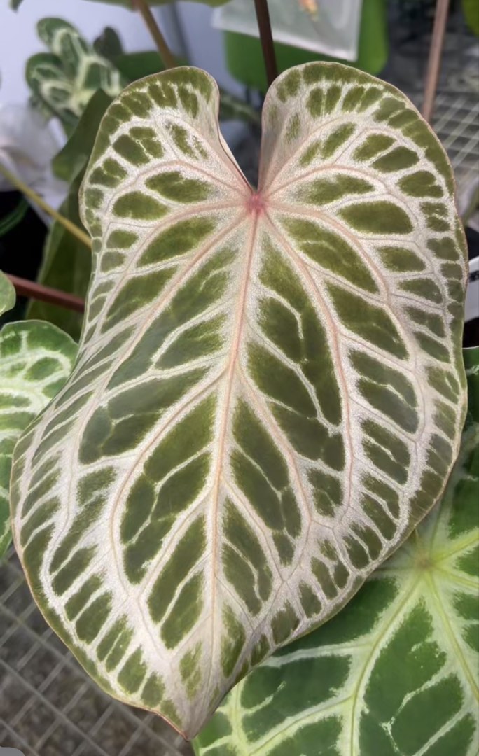 Anthurium SKG Pink Lemonade Red Crystallinum x Self, Furniture & Home ...
