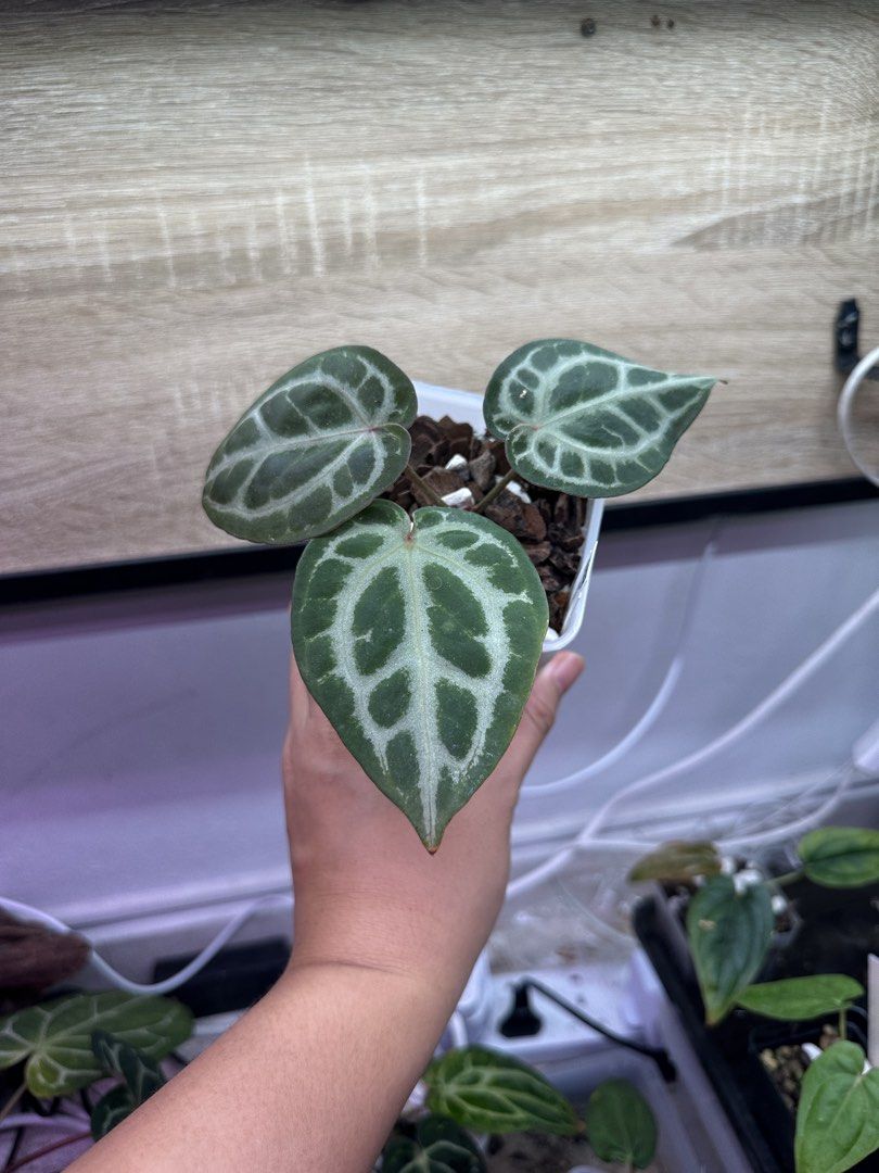 Anthurium SKG Pink Lemonade Red Crystallinum x Self, Furniture & Home ...