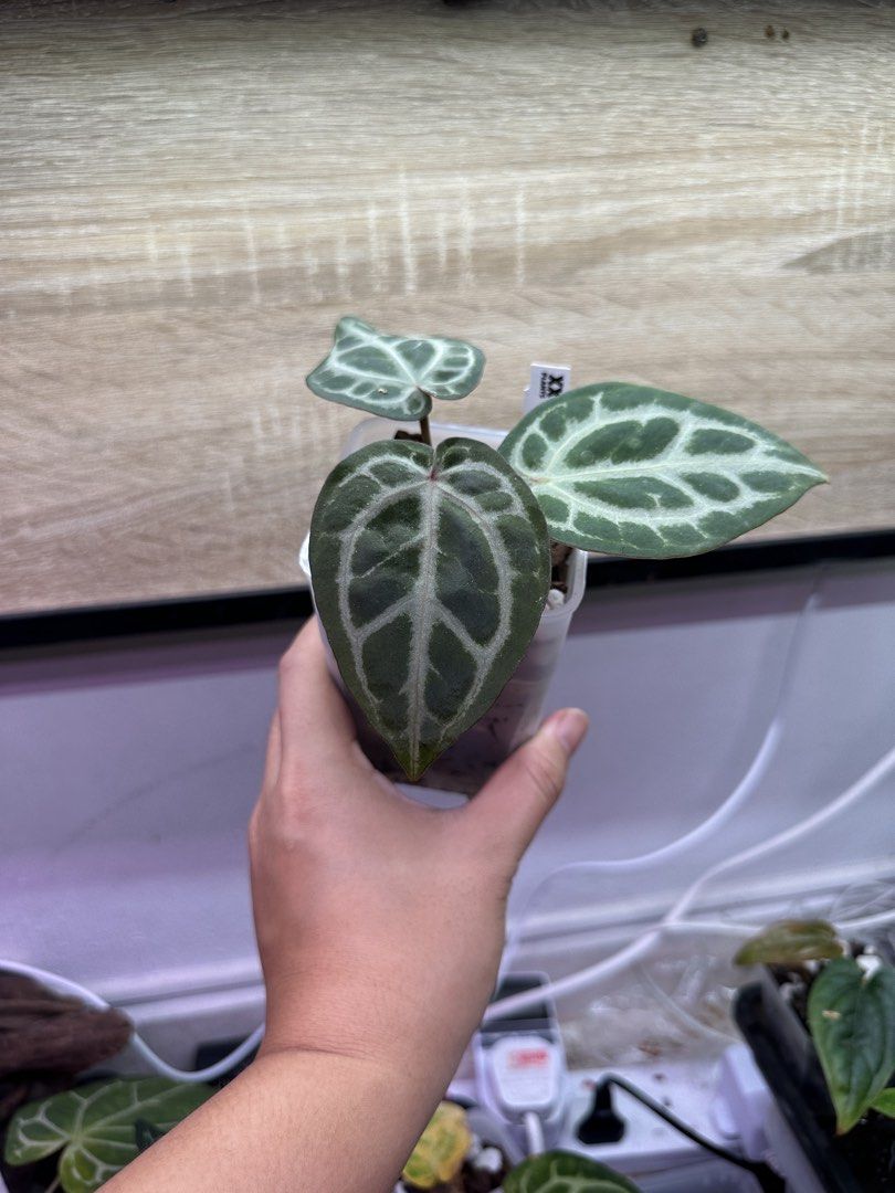 Anthurium SKG Pink Lemonade Red Crystallinum x Self, Furniture & Home ...