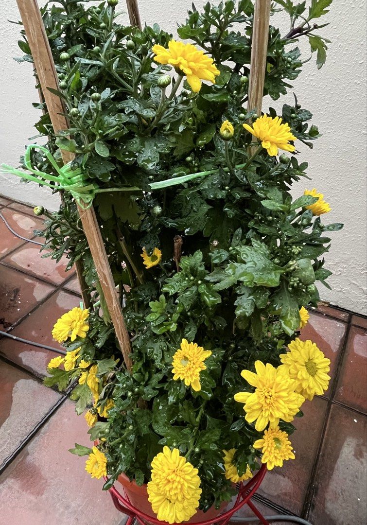 Chrysanthemum plant with full bloom flowers ( red stand not included ...