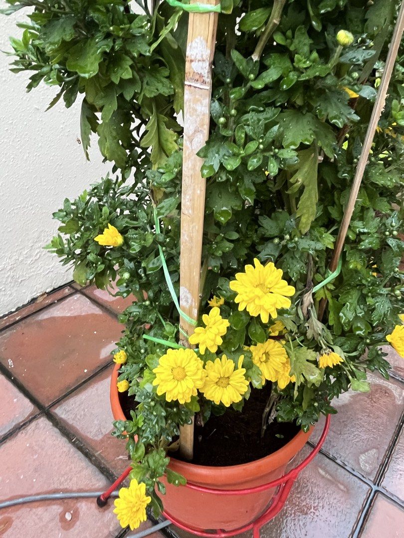 Chrysanthemum plant with full bloom flowers ( red stand not included ...
