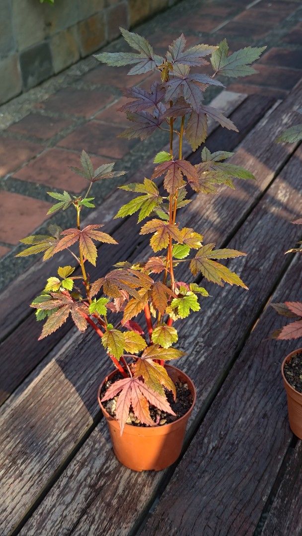 Cranberry Hibiscus plant - 7 in one pot, Furniture & Home Living ...