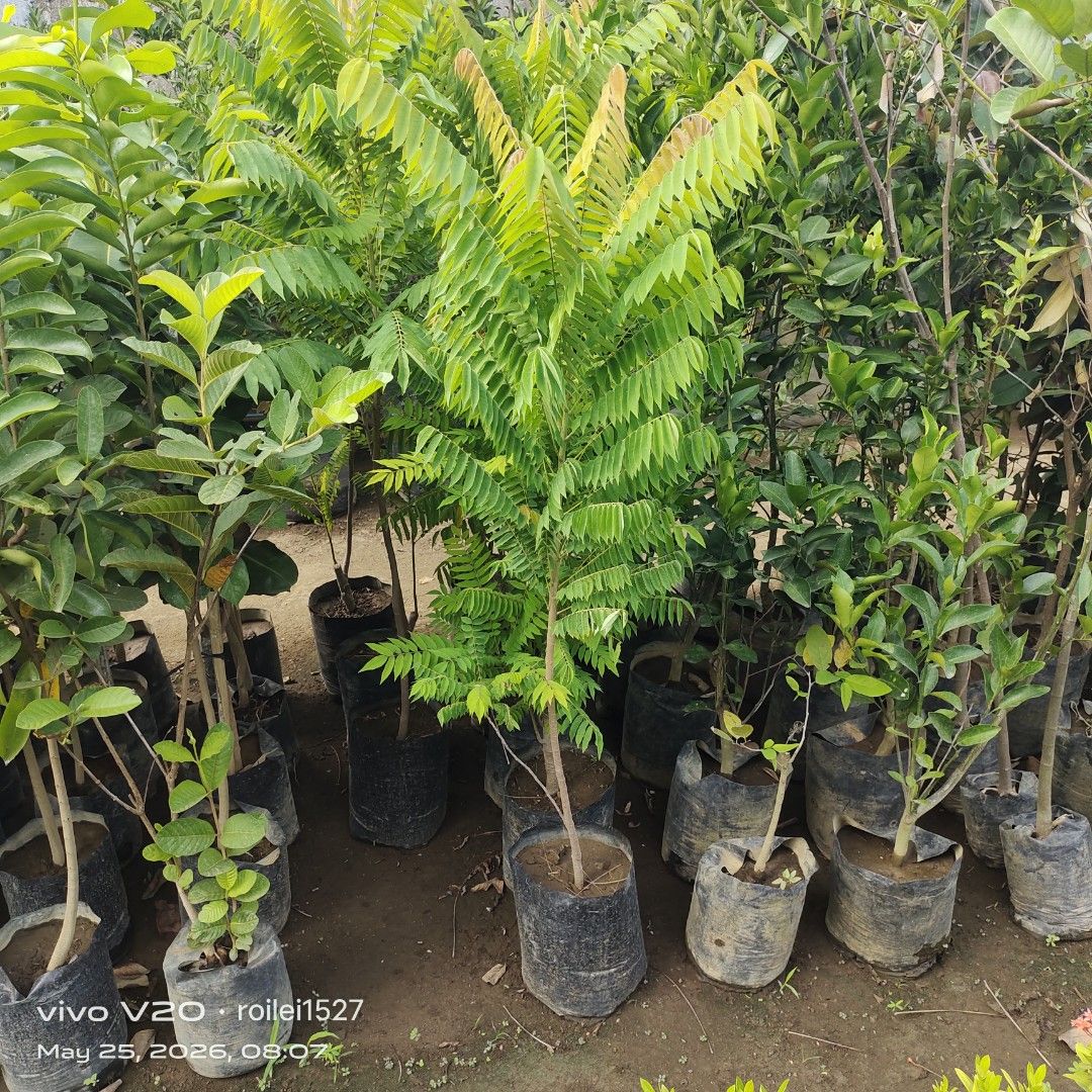 Guyabano,kaimito , langka and kamias, Furniture & Home Living ...