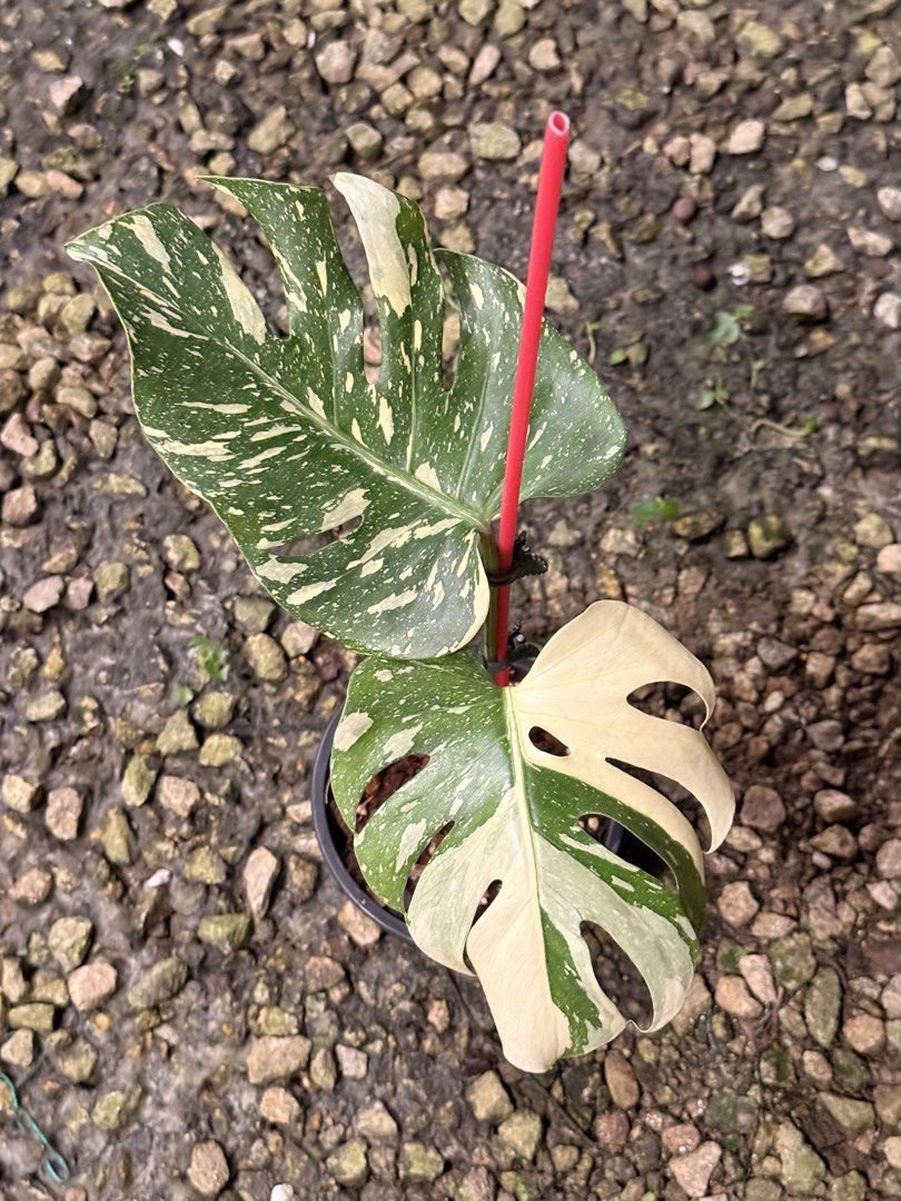 Monstera D Thai Constellation Premium Select, Furniture & Home Living ...